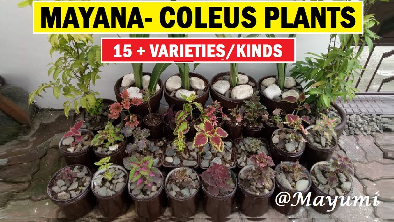MAYANA VARIETIES | MY 15 COLEUS VARIETIES COLLECTION - YouTube