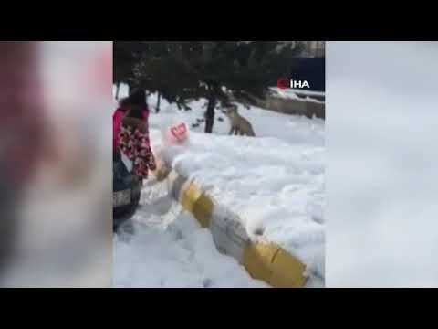 Tilkiyi elleriyle beslediler!