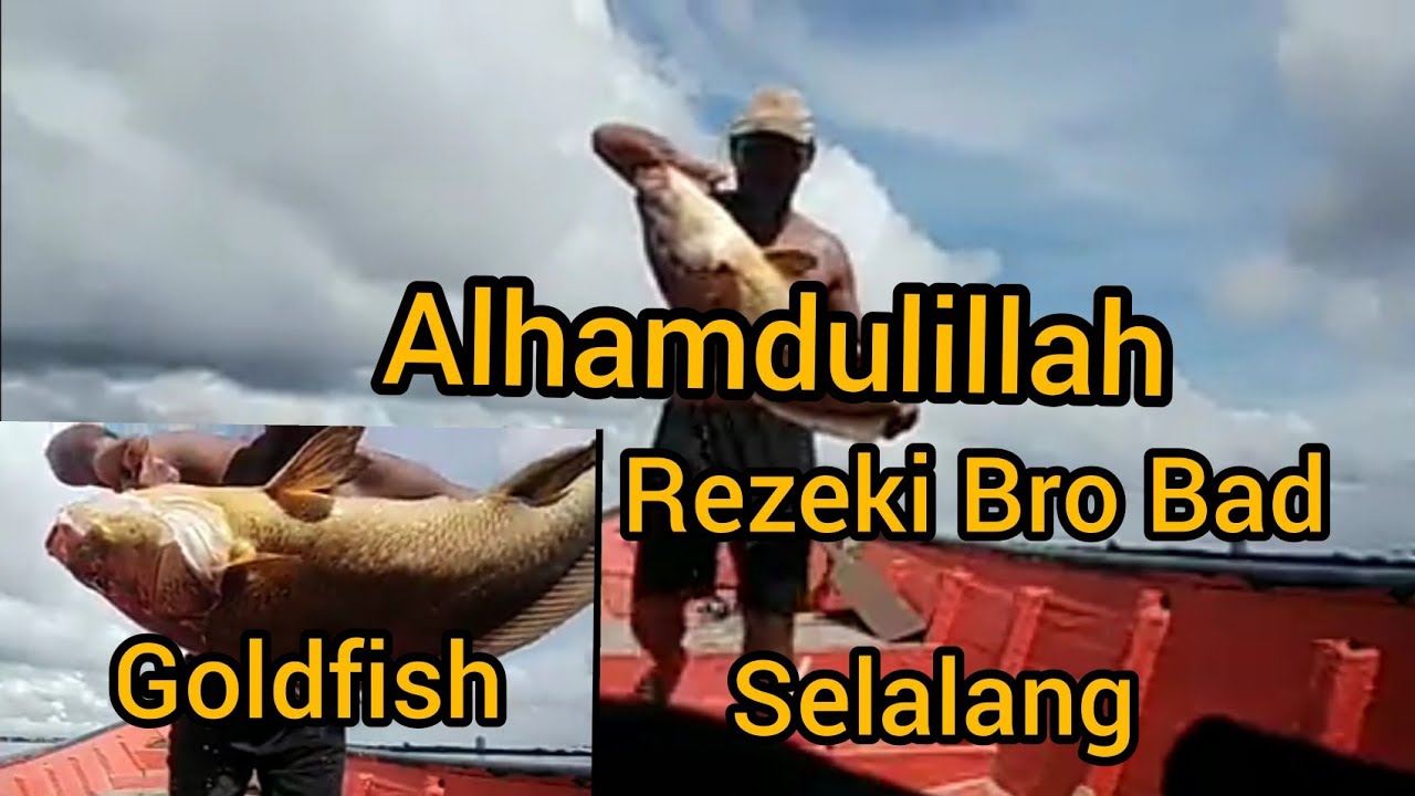Gold Fish / Ikan Terusan Monster/ Bro Bad Selalang - YouTube