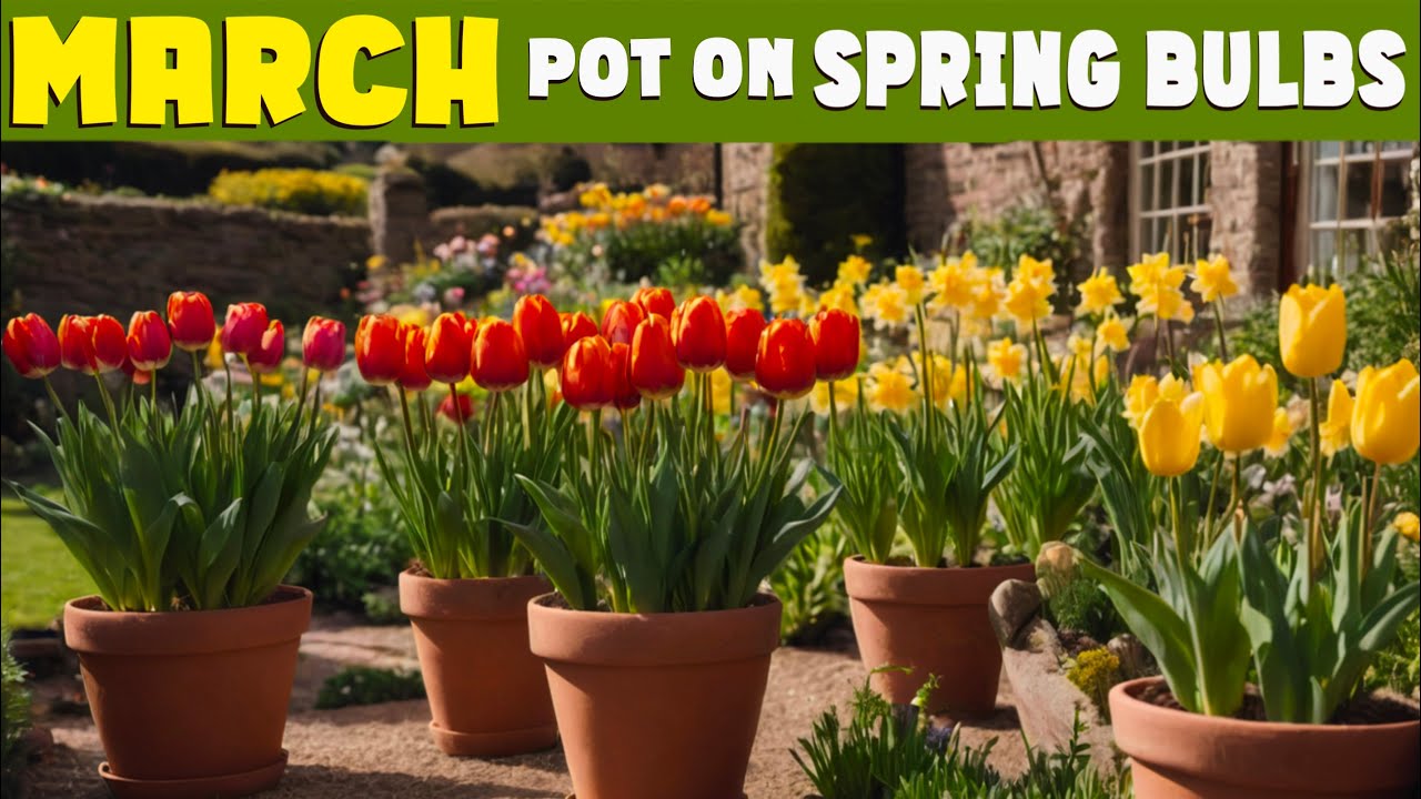 MARCH JOBS: Planting up SPRING BULBS that I started in pots (in autumn ...