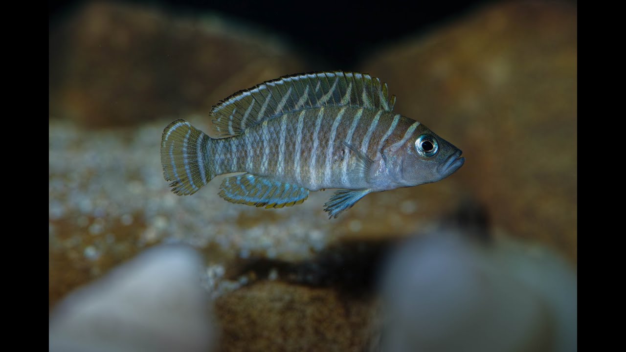 Neolamprologus similis aquarium, shell dweller cichlids from lake ...