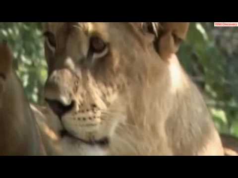 [HD 720p] Lion Documentary National Geographic SACRED LIONS WHITE LIONS ...
