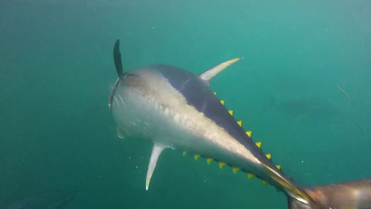 Oceanic Victor, Victor Harbor, South Australia - YouTube