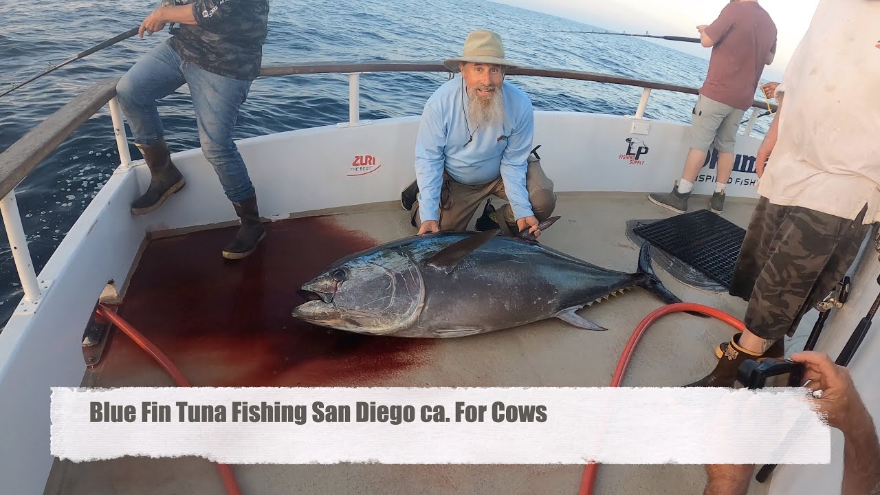 Tuna Fishing San Diego 8 Tuna Over 200LB!!! - YouTube