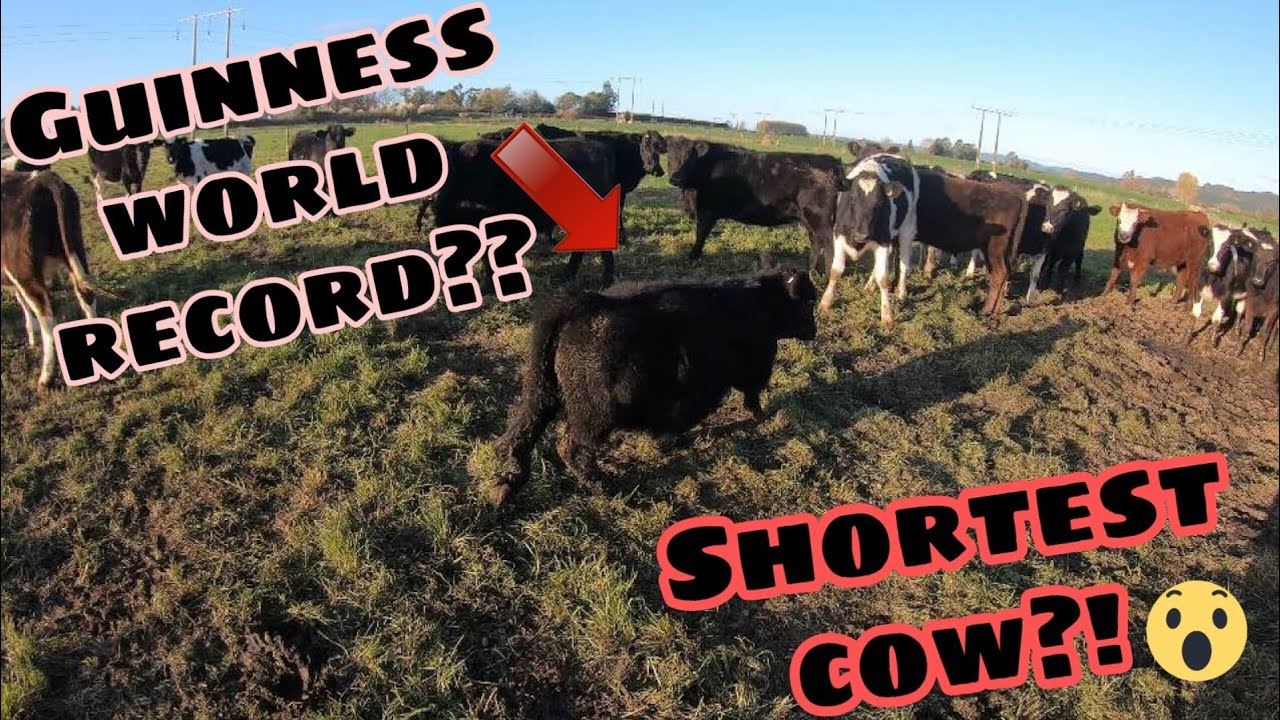 Shortest Cow I ve Ever Seen Trendingnow Guinness shortestcow YouTube shortest-cow-i-ve-ever-seen-trendingnow-guinness-shortestcow-youtube