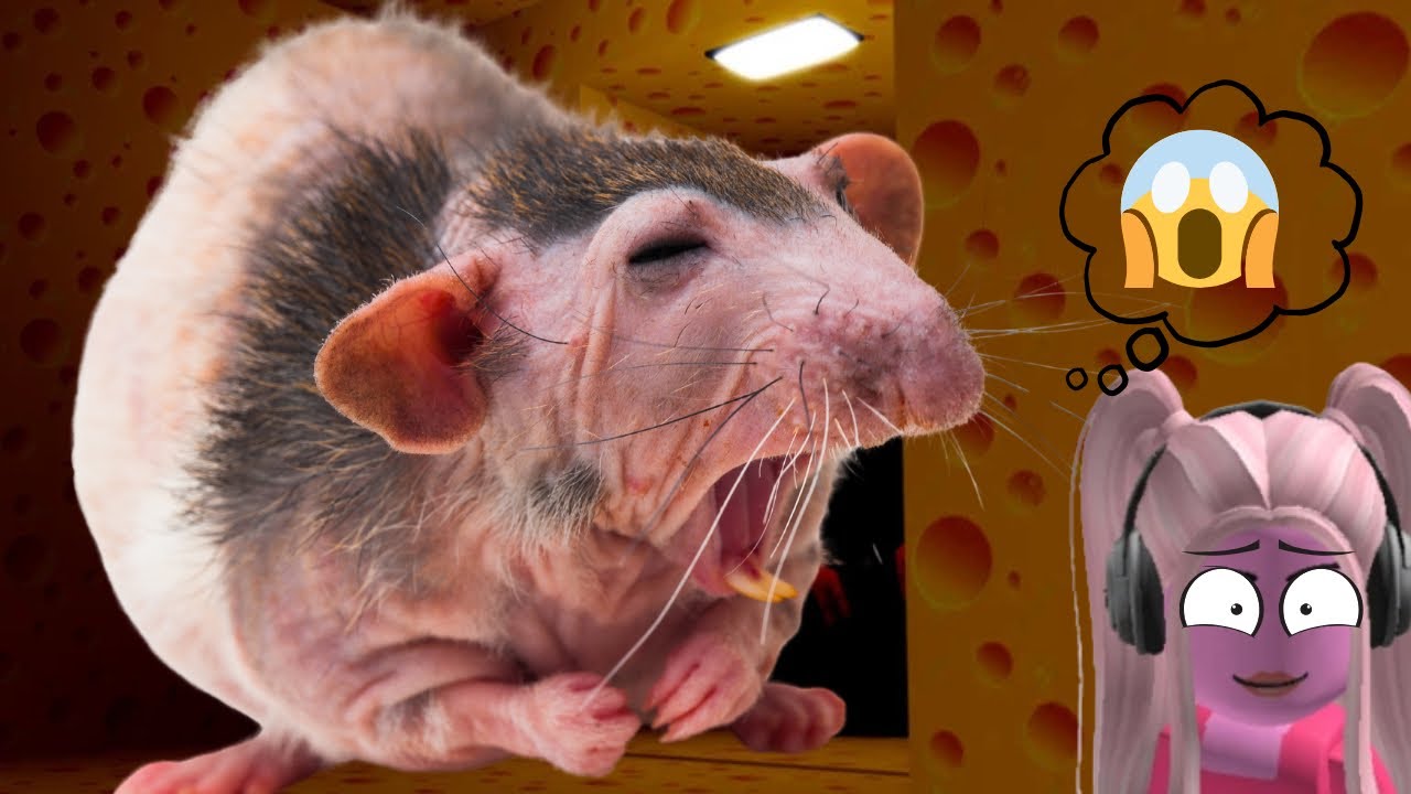 ESCAPING the Giant RAT in Cheese Escape! (Roblox Horror) - YouTube