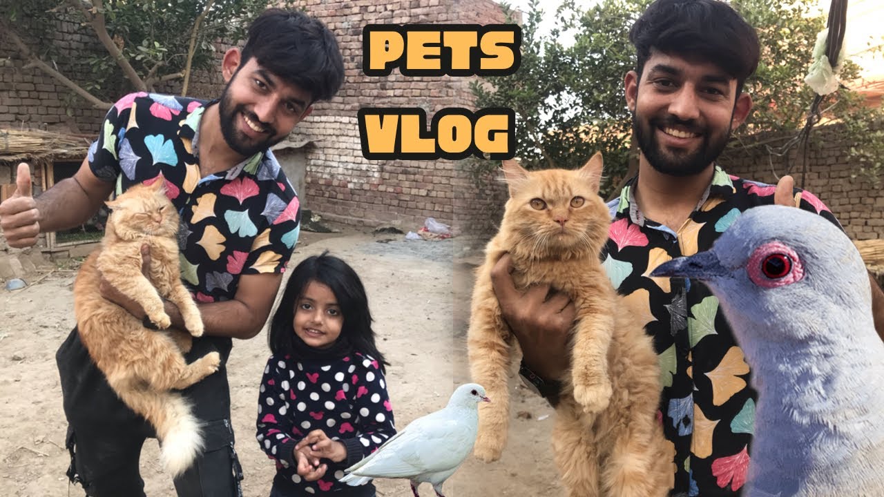 Aj tiger ko khola chod dia pets vlog Shehr Main dihat pets vlog - YouTube