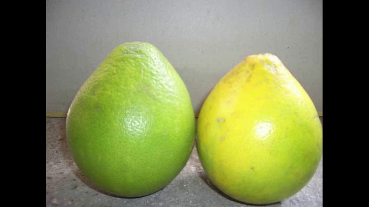 Konfiti chadek ak Rafrechi memwa de Mme Douge - YouTube