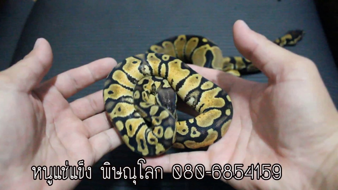 animal and man ลูกงู Ball python 2 ตัว !! [ The Seventeen Farm ] - n ...
