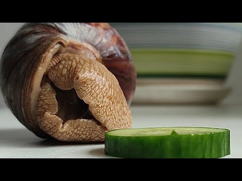 How does a snail wake up? The process of awakening. Food. Reverse - YouTube