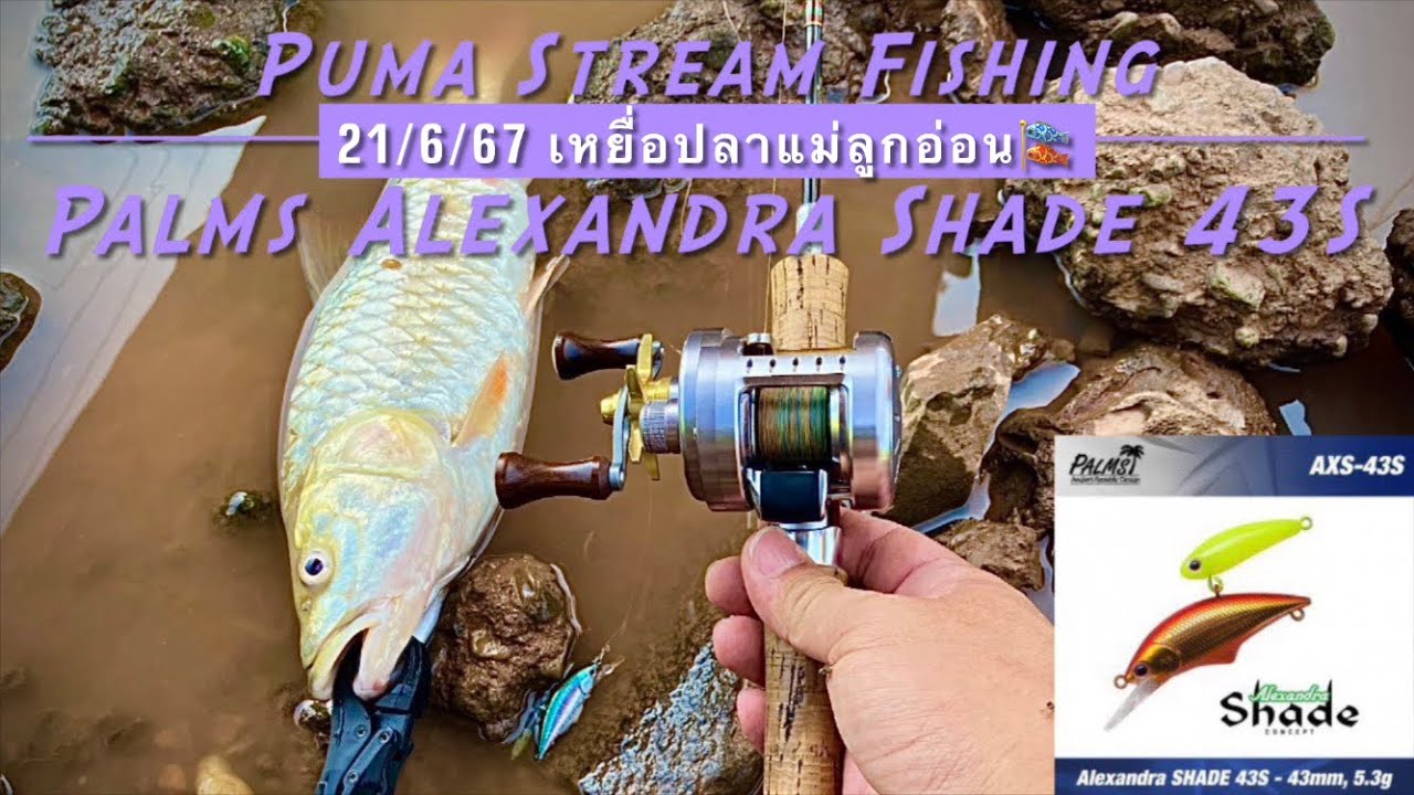 Palms Alexandra Shade 43S | เหยื่อปลาแม่ลูกอ่อน🎏 - YouTube