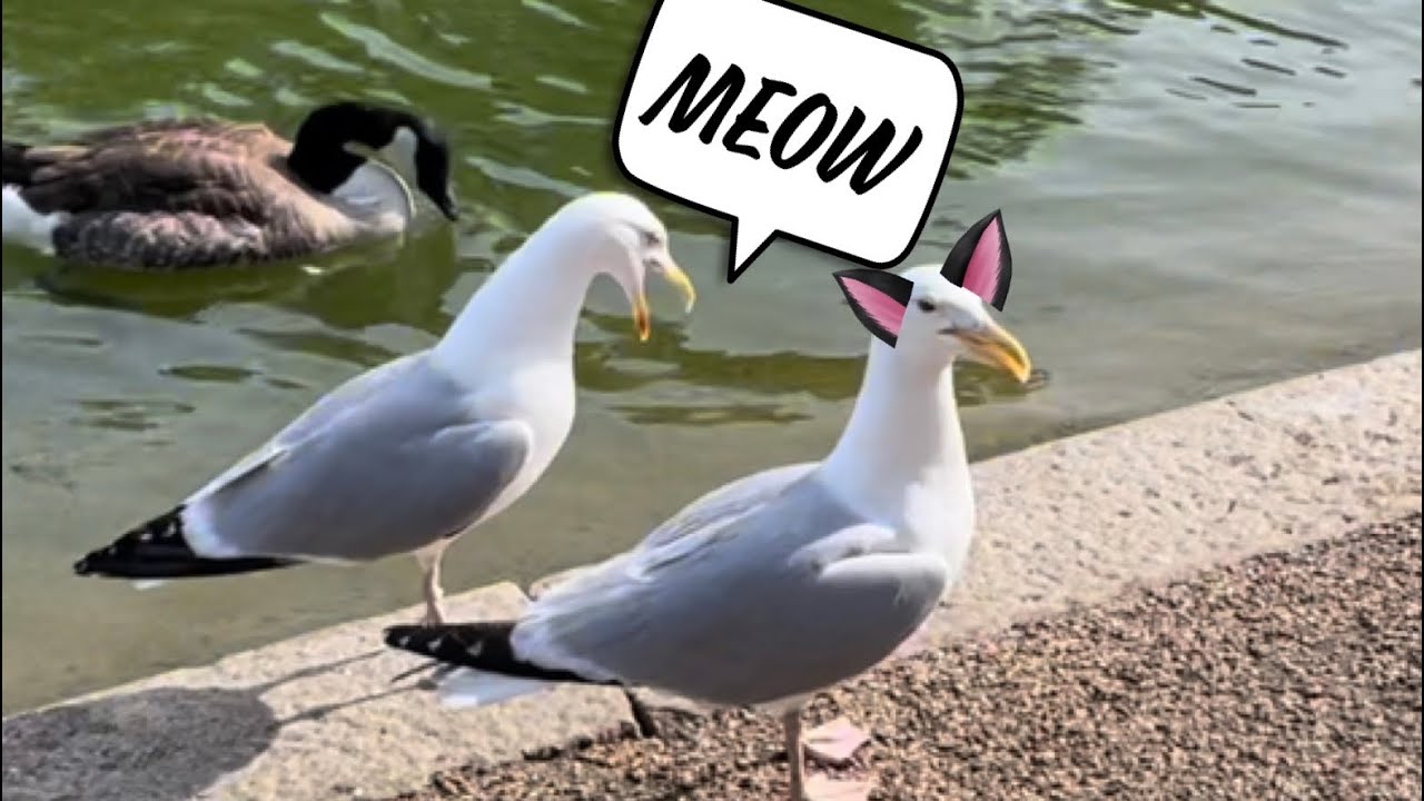 Meowing Seagulls - YouTube