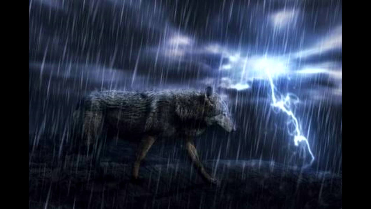 Wolf howl and rain/aullido de lobo y lluvia - YouTube
