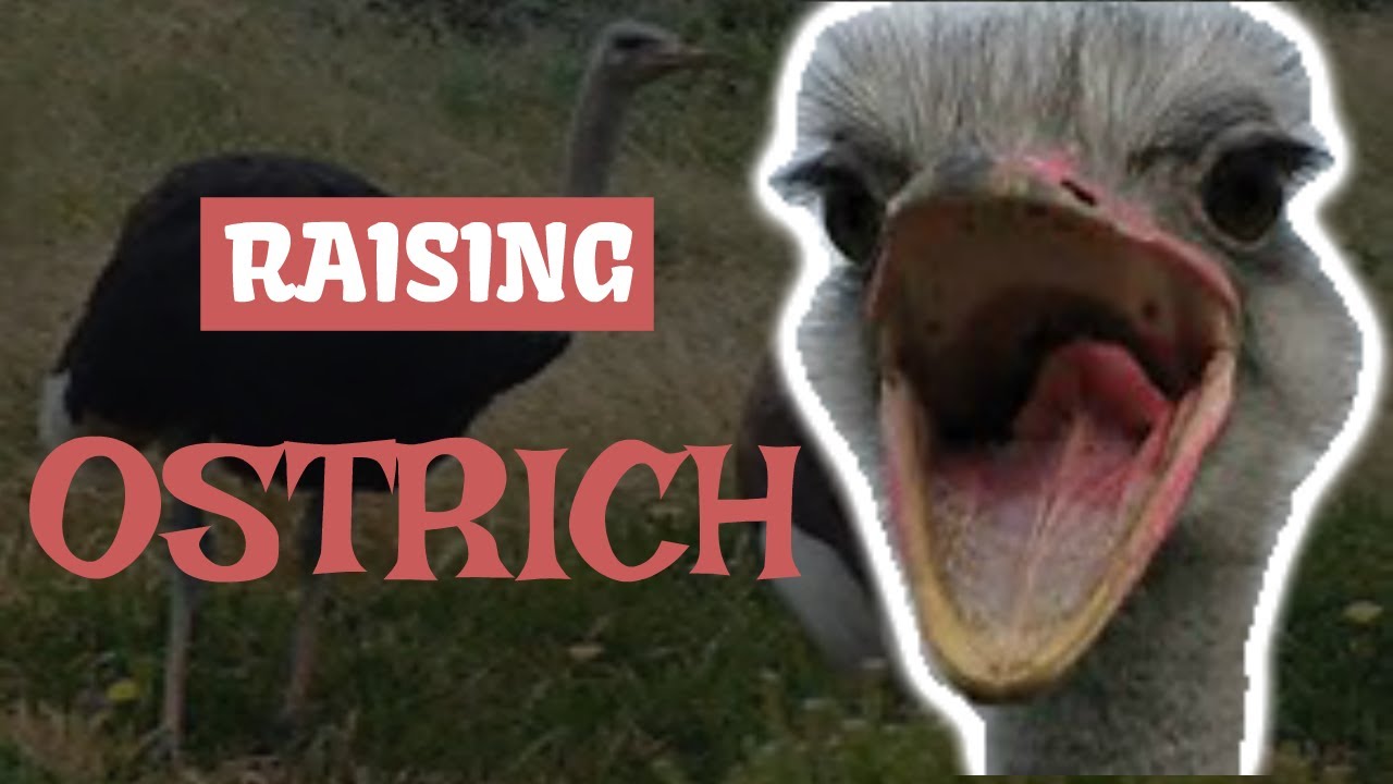 Ostrich Farming For Beginners - YouTube