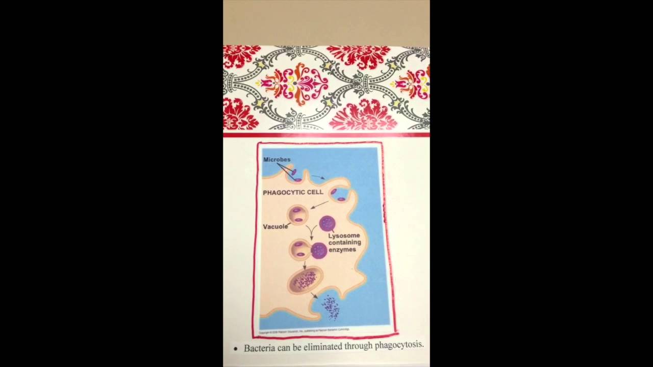 Immune System Project - YouTube