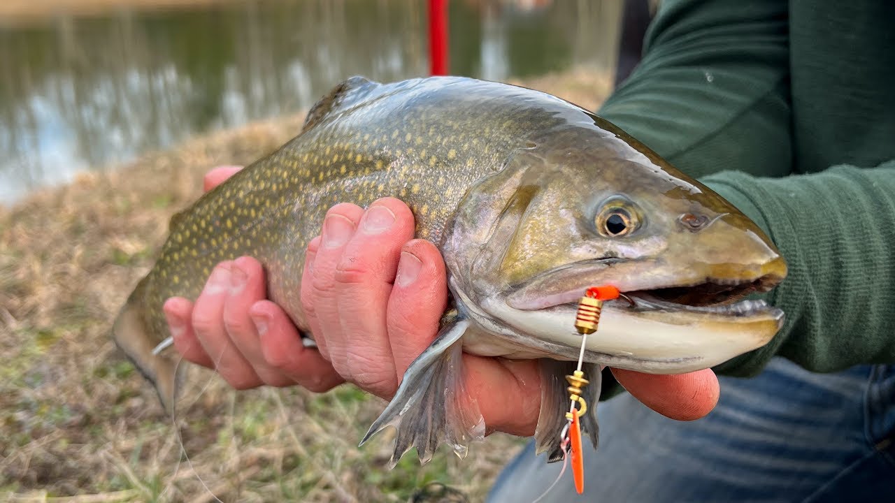 Trout Fishing in North Carolina - BIG Brook Trout - YouTube