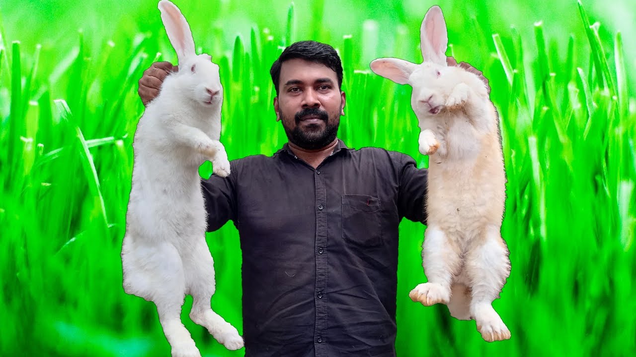 RABBIT RAOST/Tapioca/village/yummy Rabbit roast recipe/rabbit Cooking ...