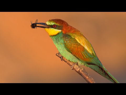 European bee-eaters hunting at sunset