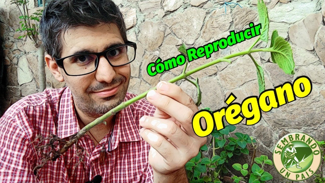 Cómo Reproducir el Orégano Orejón - YouTube