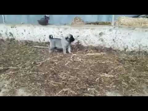 KANGAL SİNOP EFE YAVRULARININ YEMEK ZAMANI