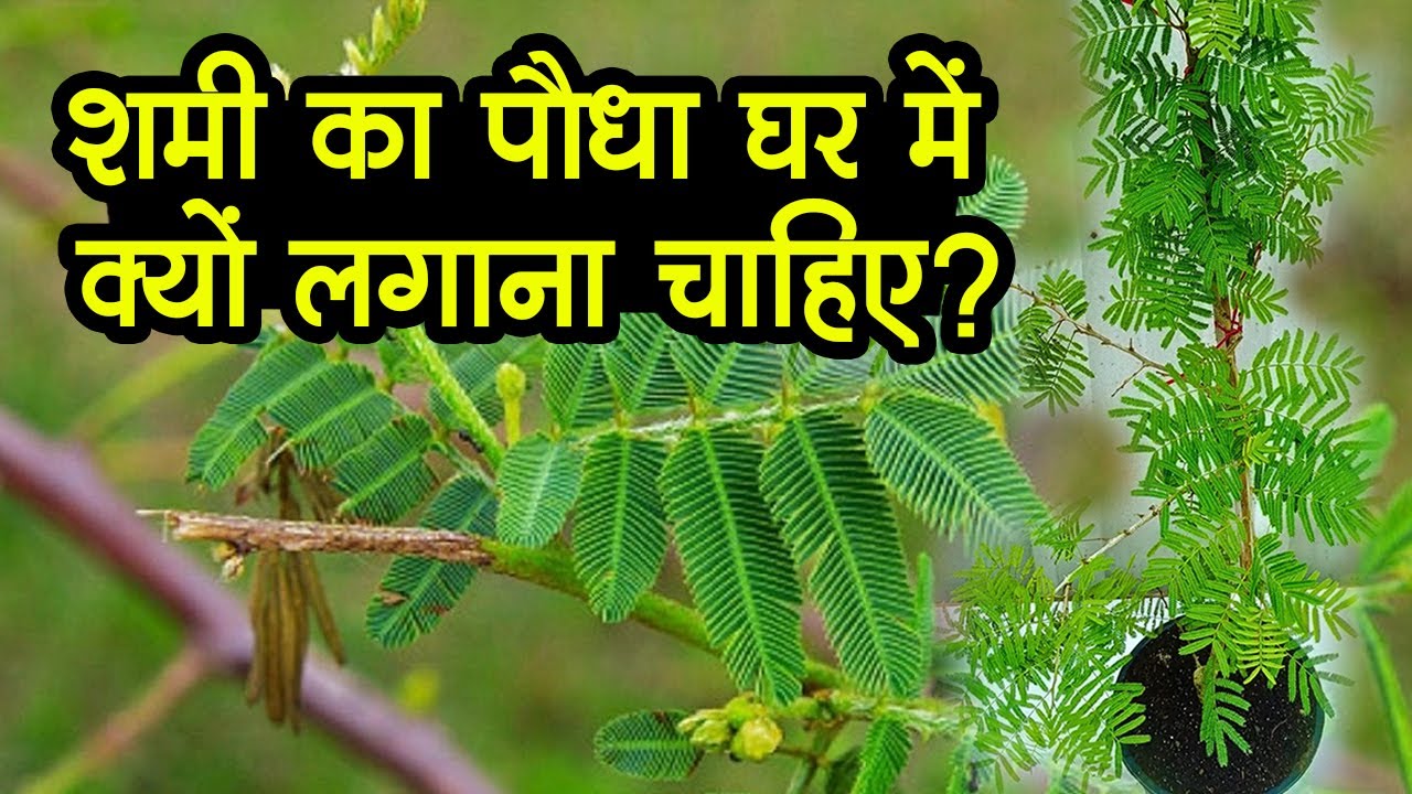 शमी का पौधा घर में क्यों लगाना चाहिए | Shami plant | shami ka paudha ...