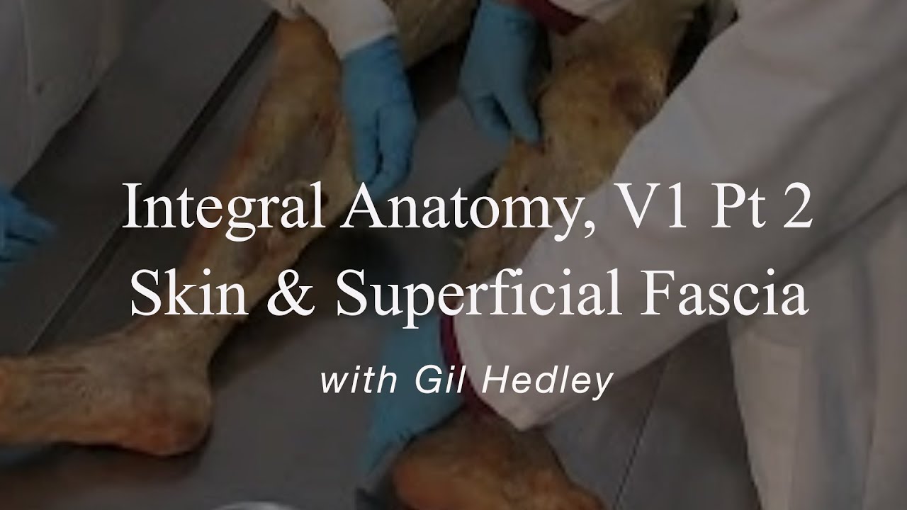 Integral Anatomy V1 pt2: Skin and Superficial Fascia: Learn Integral ...
