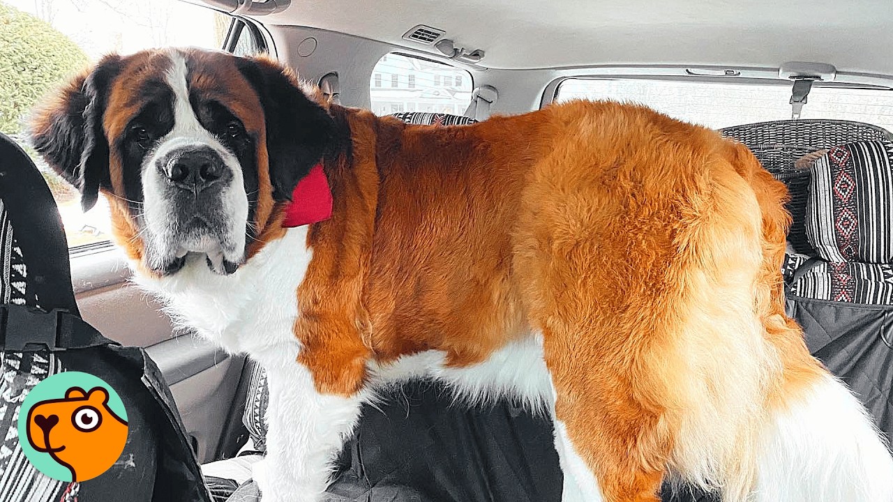 Huge St Bernard Doesn't Know He's Big. Well, We Do | Cuddle Buddies - YouTube