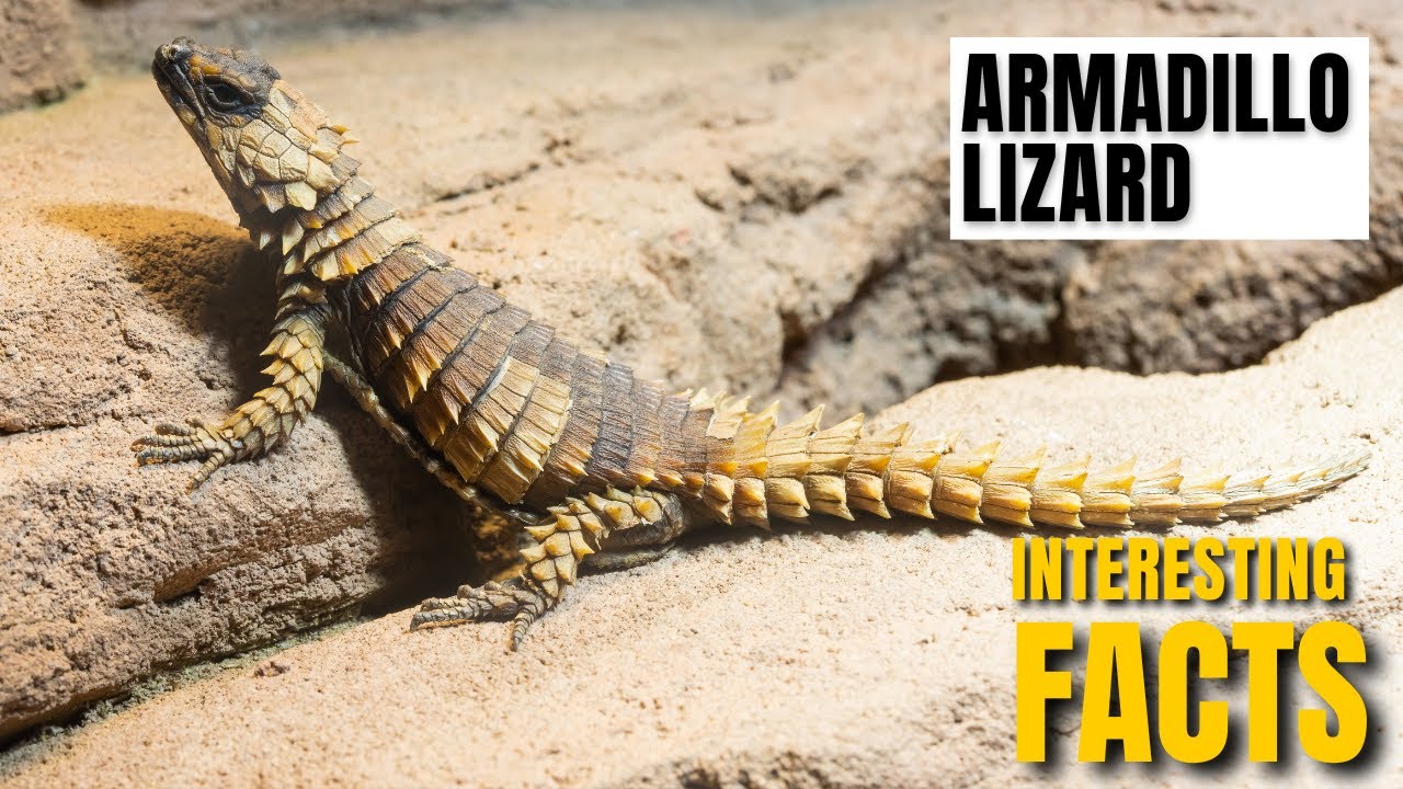Amazing facts of Armadillo Lizard | Interesting Facts | The Beast World ...