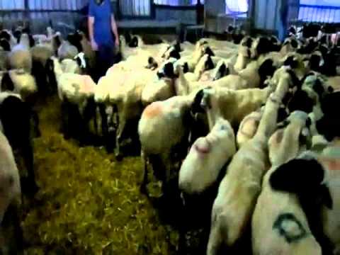Χιωτικο Προβατο Φαρμα - YouTube