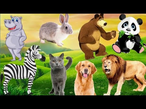 wild animal sounds -zebra, squirrel, dog, cat,bear, elephant, - YouTube
