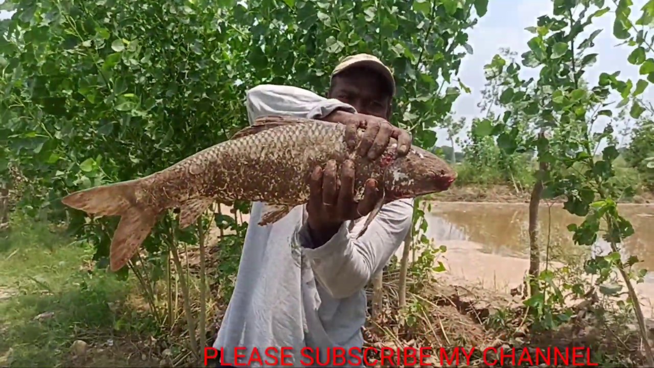 MRIGAL FISHING BHAKRA NANGAL DAM - YouTube