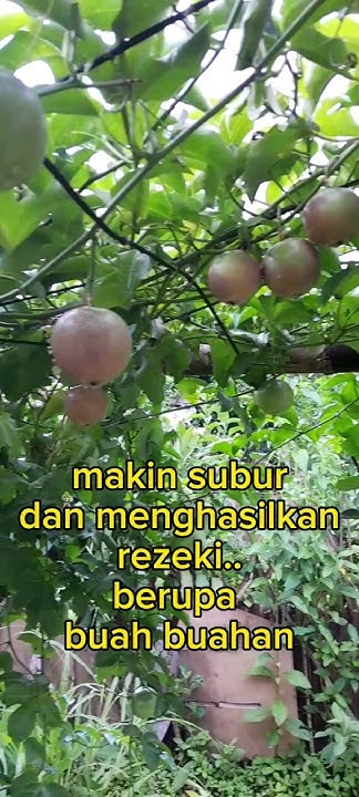 kebun markisa manis #hobitanam #buah #pemanenan #pertanian - YouTube