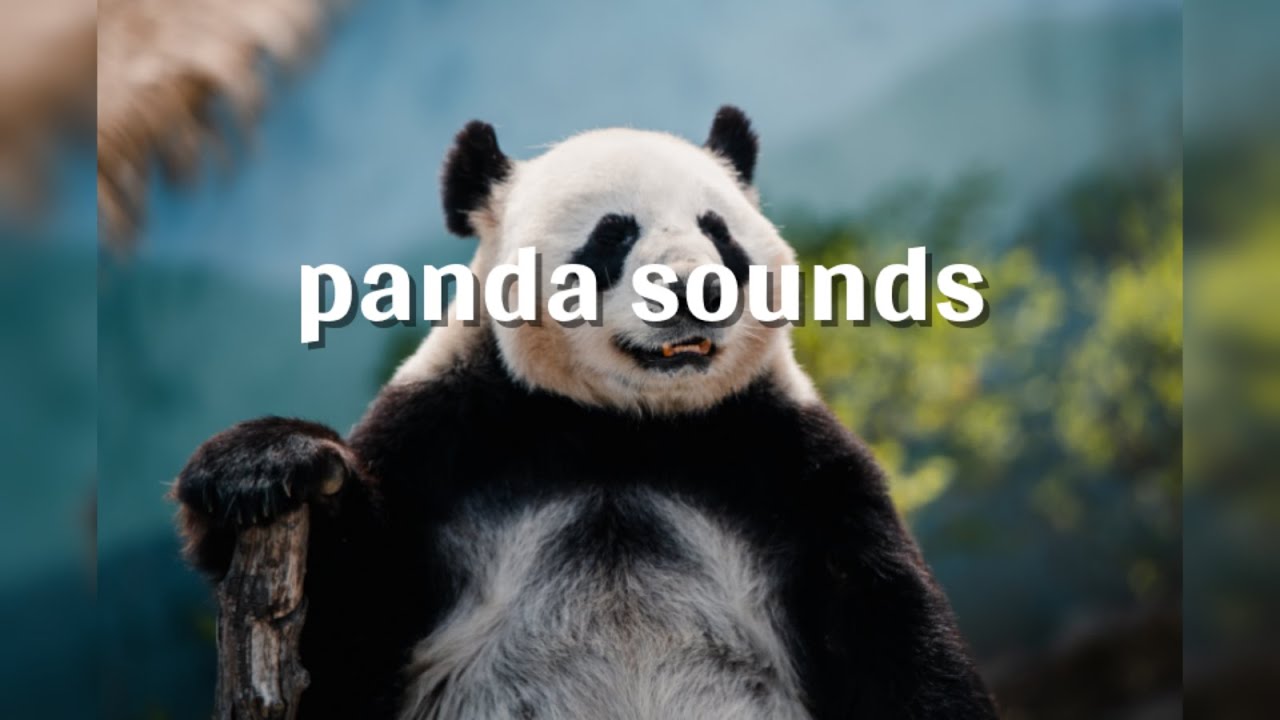 panda sounds - YouTube