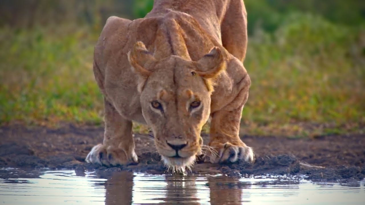 Incredible Closeups of a Lioness at ol Donyo - YouTube