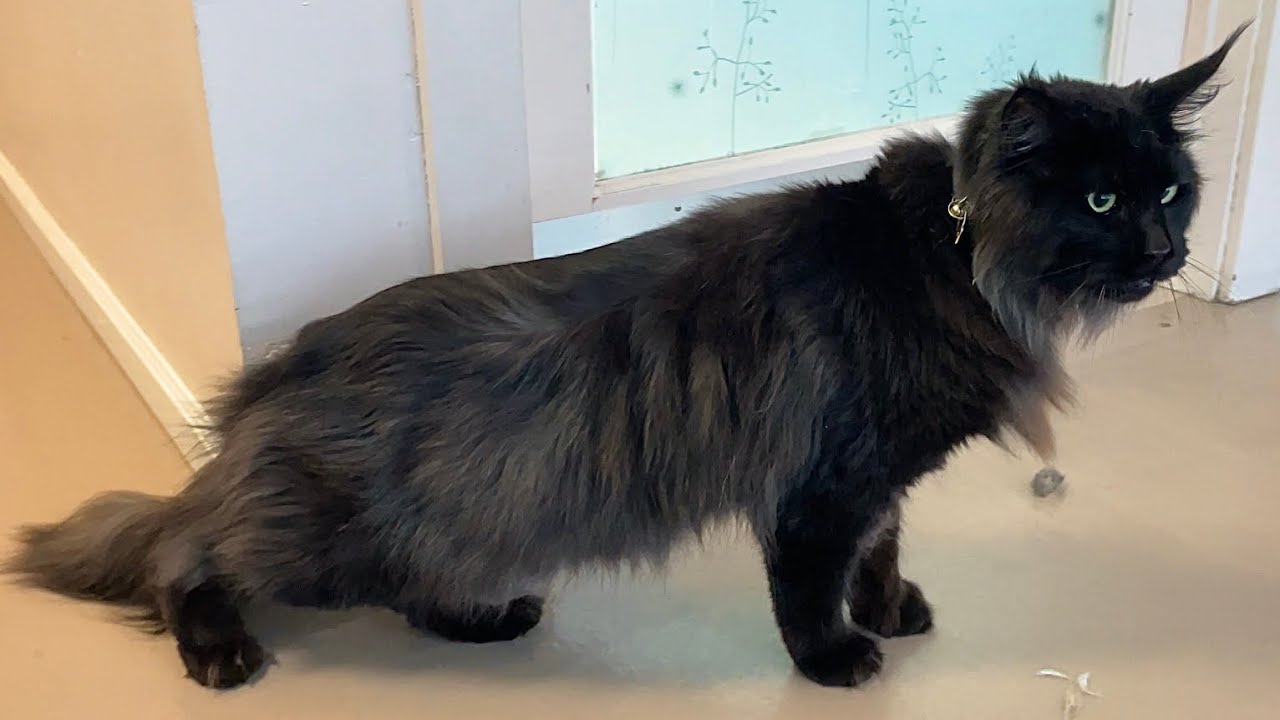 Zeus Lord of Lightening | MAINE COON CAT GROOM - YouTube