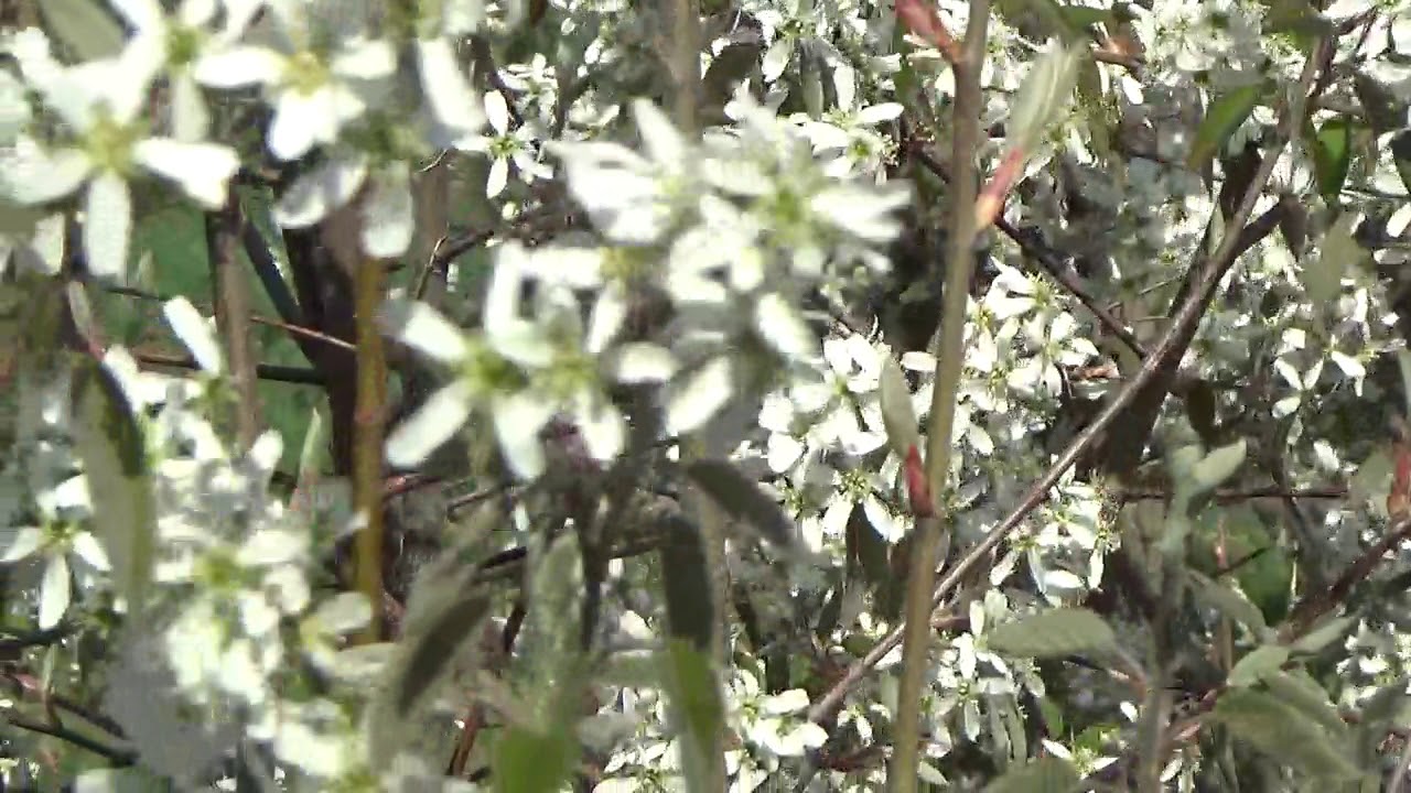 Merisorul de miere inflorit - YouTube