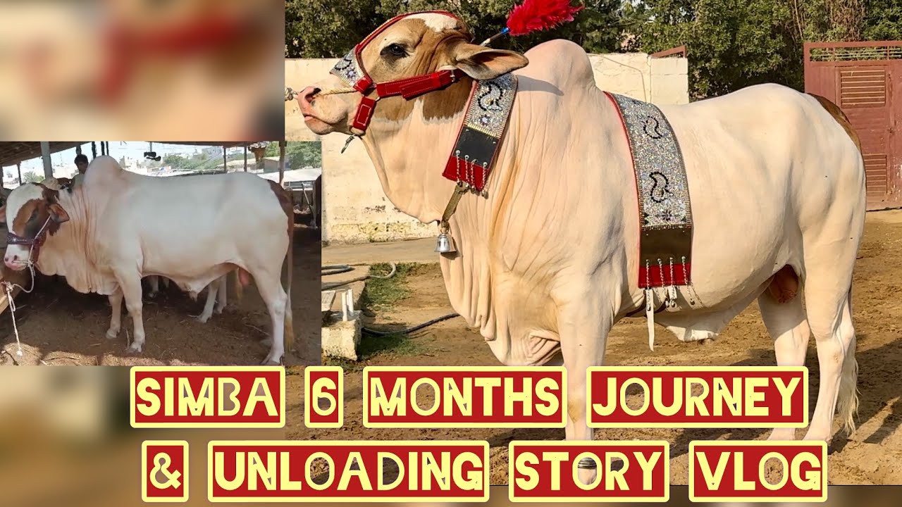SIMBA 6 MONTHS JOURNEY & UNLOADING STORY VLOG AT THARO CATTLE - YouTube