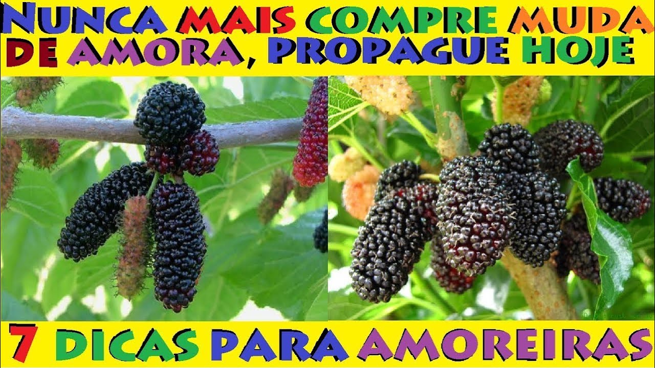 Nunca mais compre mudas de Amora, 7 dicas para colher em 4 meses! - YouTube