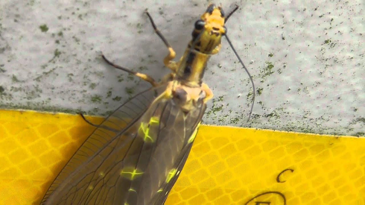 🐝 Large Japanese Flying Insect - Dobsonfly "Hebi-tombo" Order Megaloptera - Real Japan Monsters ...