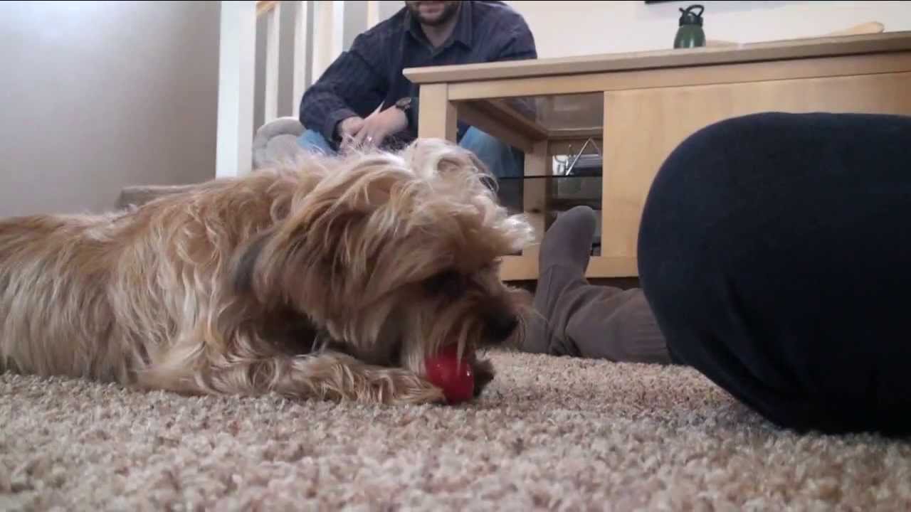 Dog Stops Home Invasion - YouTube