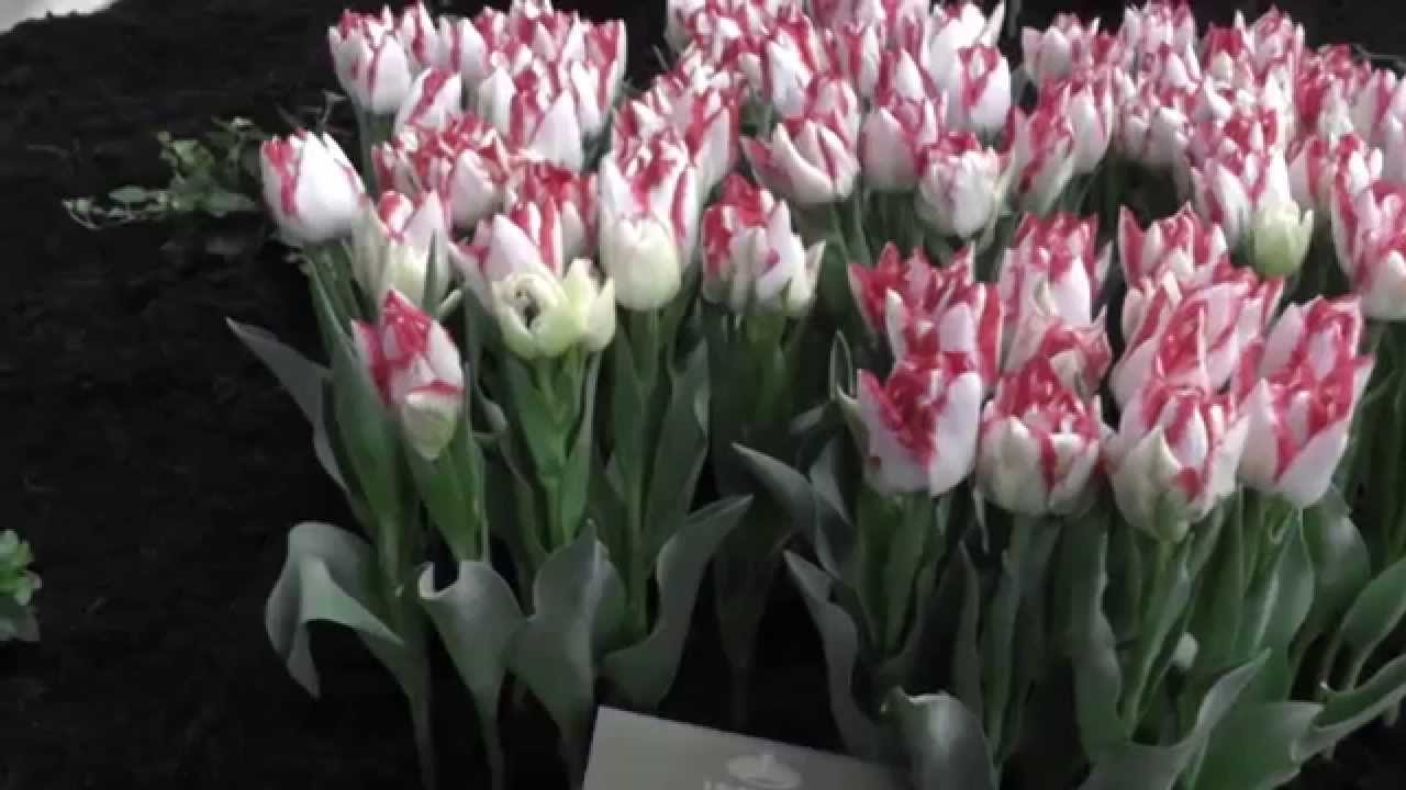 Tulip 'Cartouche' | Flower Bulbs from DutchGrown - YouTube