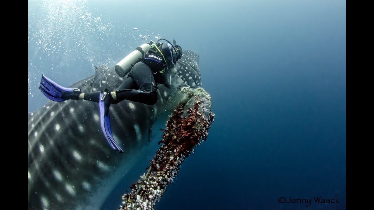 Whale Shark Entangled with Abandoned Net Set Free by Diver- Galapagos ...