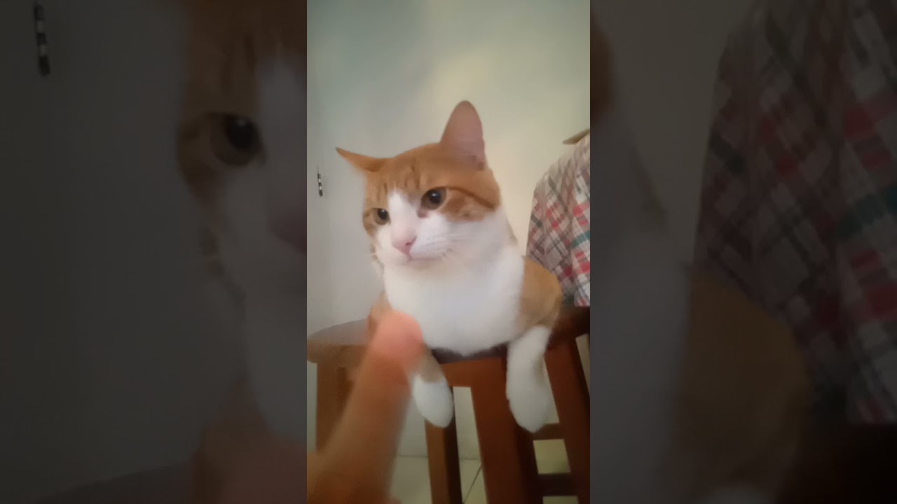 el gato más fachero del mundo😎 - YouTube