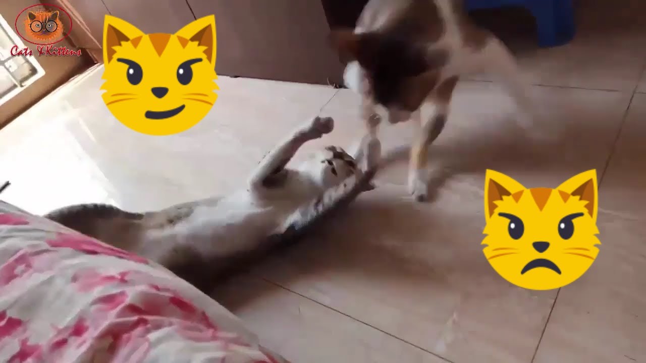 WWE Cats Wrestling | Funny Cats Fighting | Cat vs Cat fight | Cats and ...