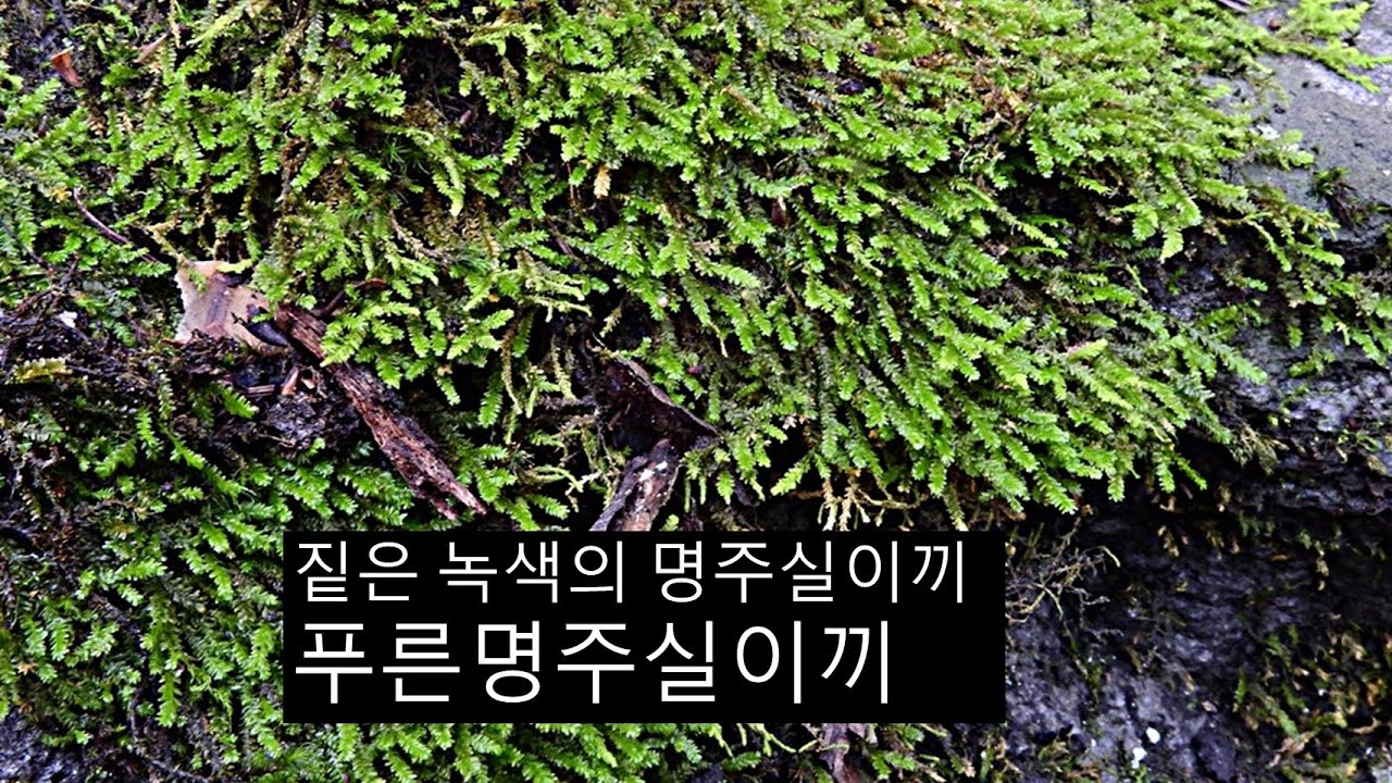 푸른명주실이끼 Anomodon minor (Hedw.) Lindb. - YouTube