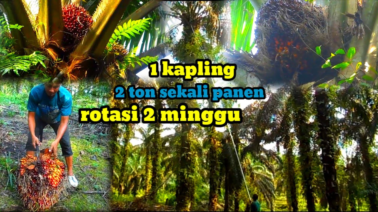 Panen sawit 1 kapling dapet 2 ton sekali panen rotasi 2 Minggu seperti ...