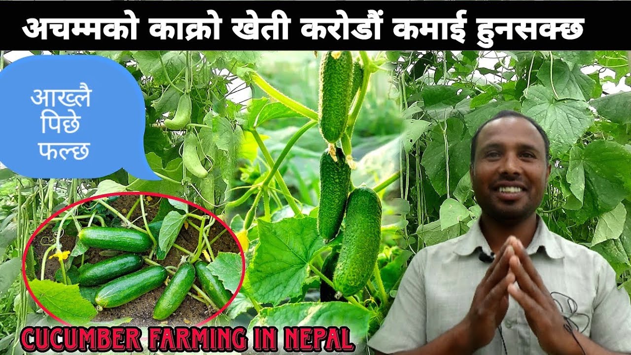 काक्रो खेतीले करोडपति बन्न सक्छ - Kakro kheti in Nepal - Cucumber ...