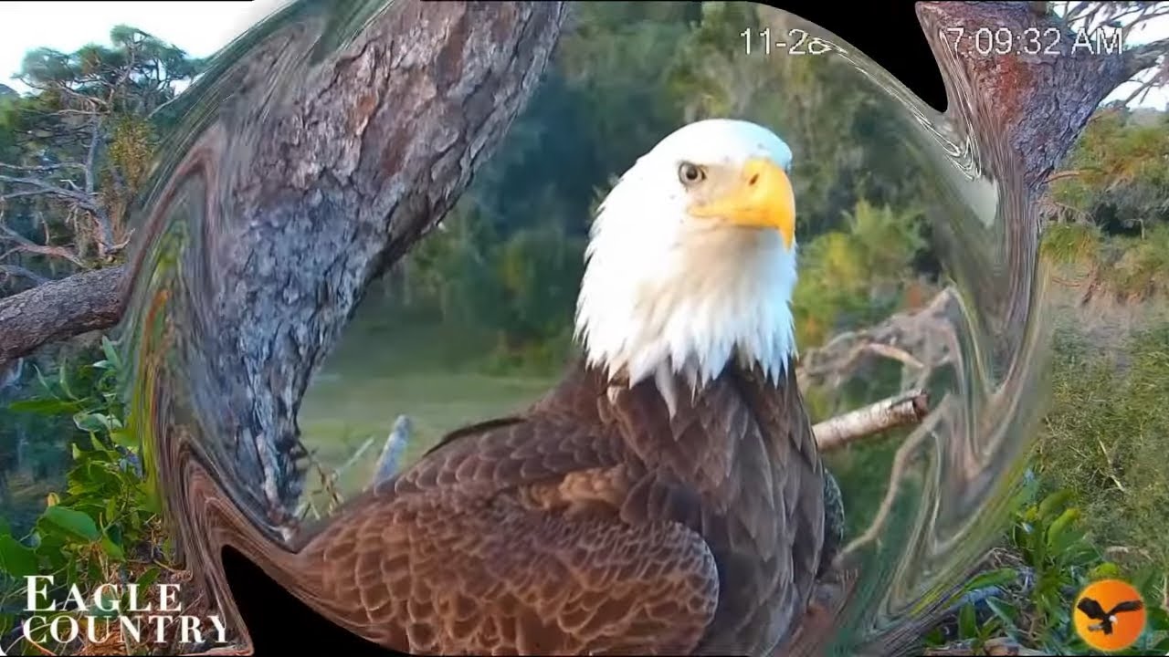 Eagle country, morning in the nest Nest Cam 2025 / Eagle Country ...