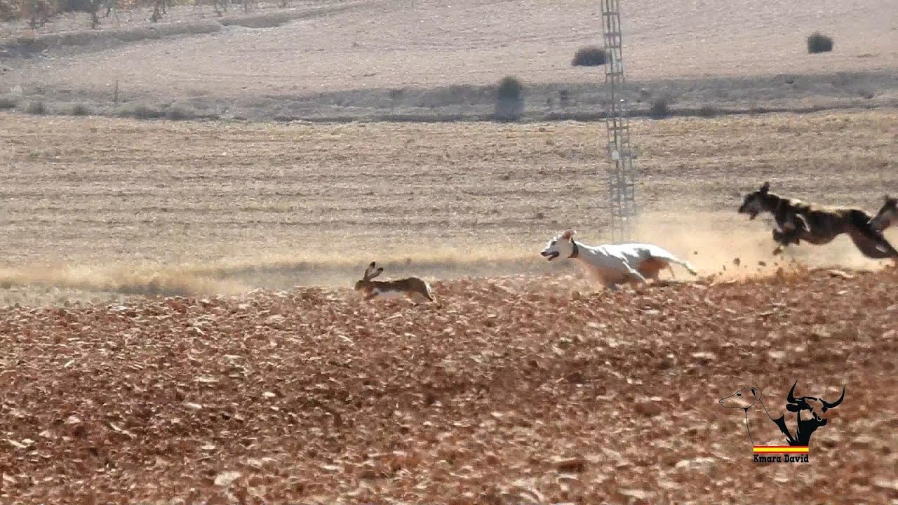 Cazando con galgo entre viñas / Greyhound vs hare, hunting among ...