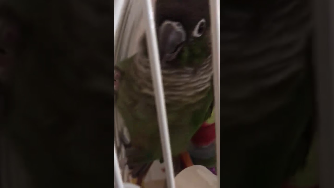 HEAVY METAL HEADBANGING BIRD (EXTREME) - YouTube